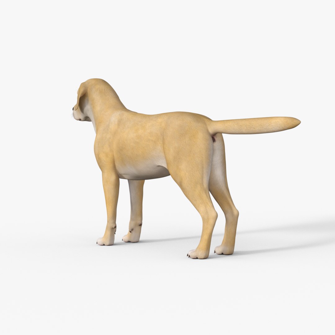 Realistic Yellow Dog Rigged 3D Model - TurboSquid 2180140