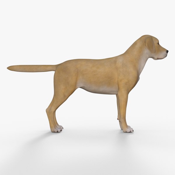 modelo 3d Perro amarillo realista aparejado - TurboSquid 2180140