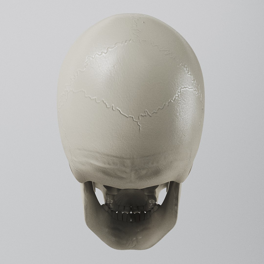 3d human skull - nose anatomy