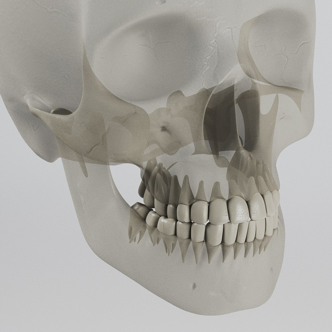 3d human skull - nose anatomy