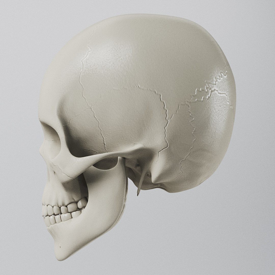 3d Human Skull - Nose Anatomy