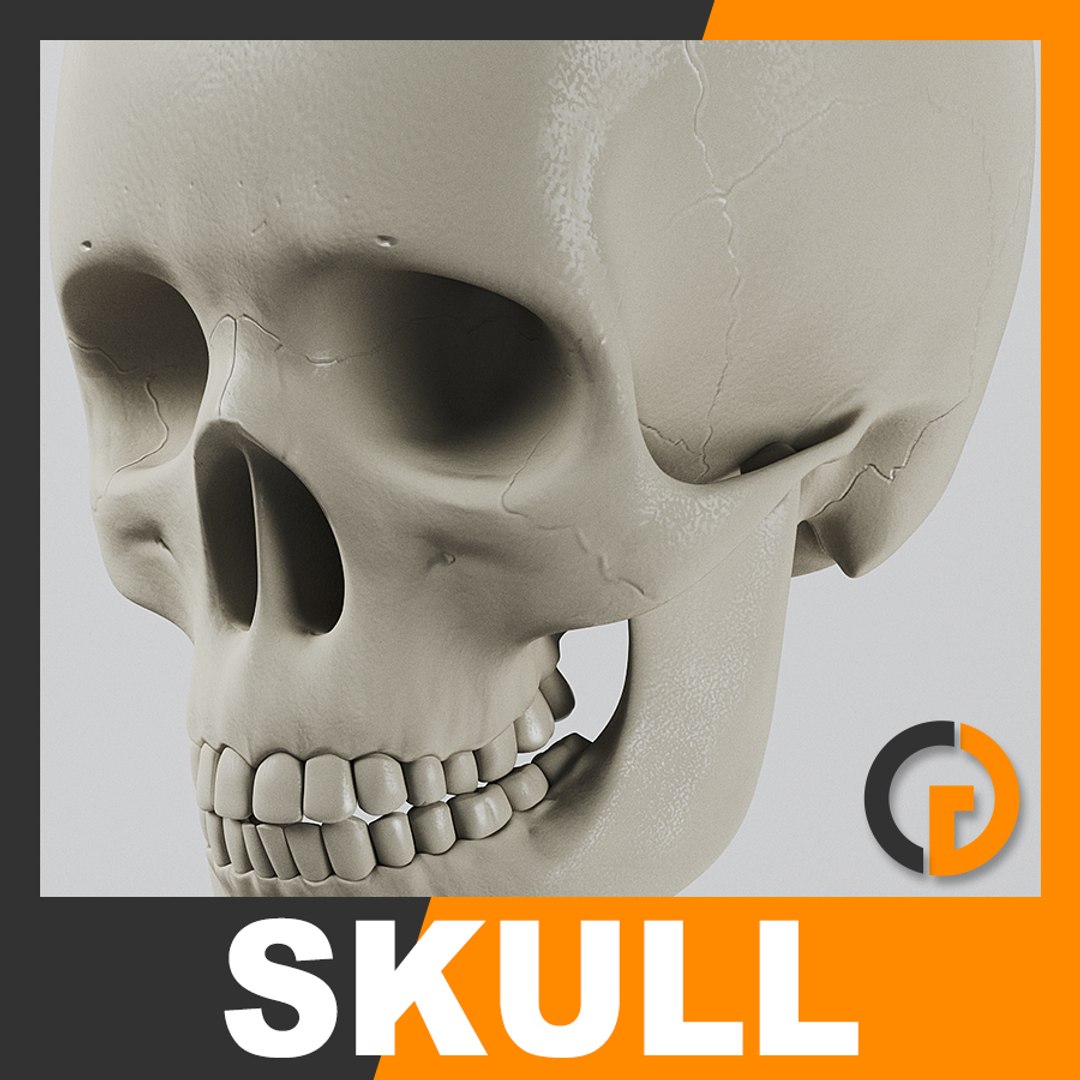 3d Human Skull - Nose Anatomy