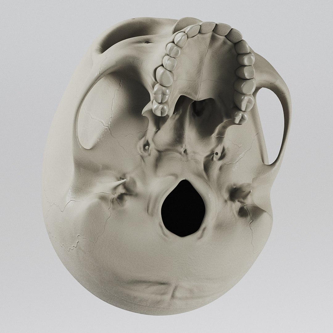 3d Human Skull - Nose Anatomy