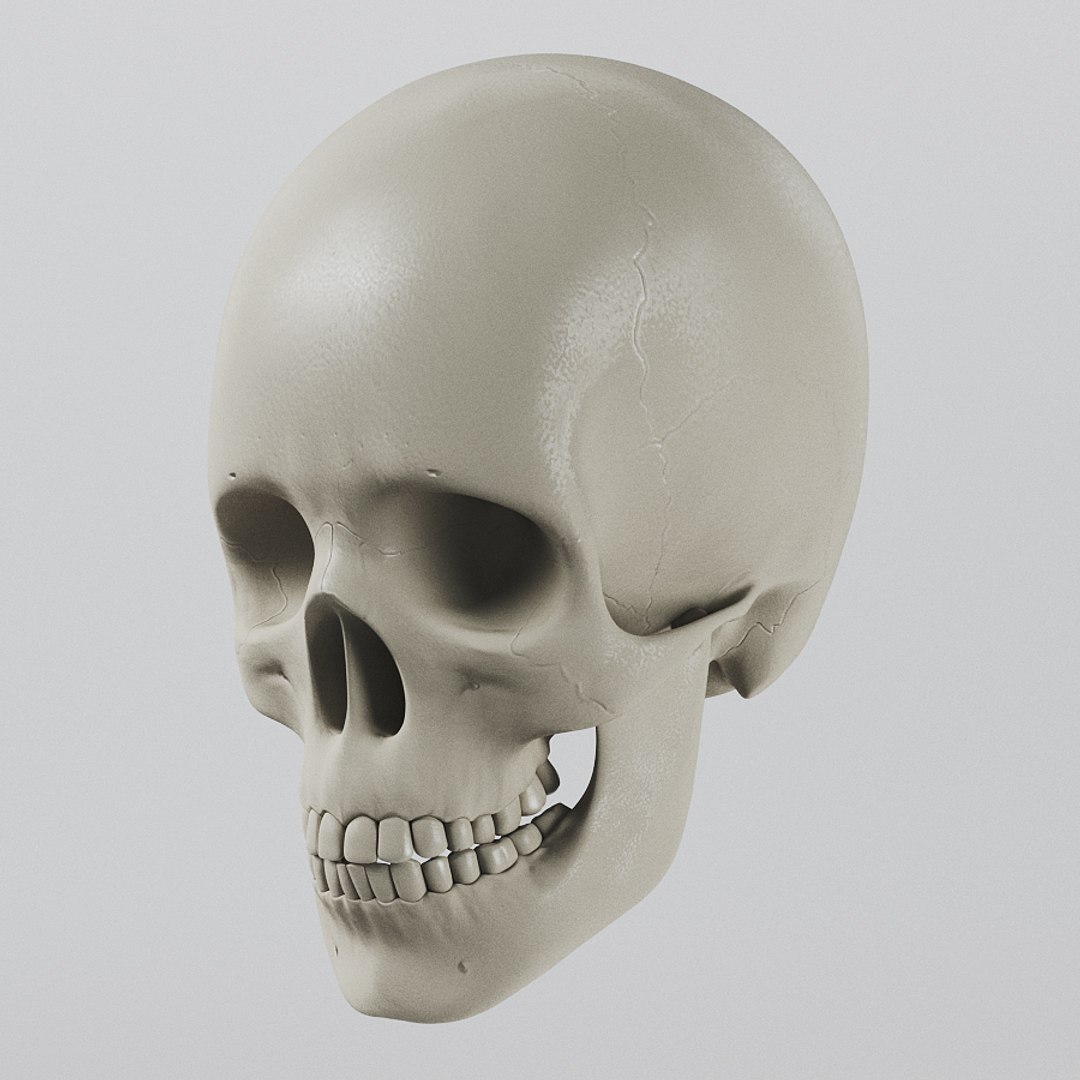 3d Human Skull - Nose Anatomy