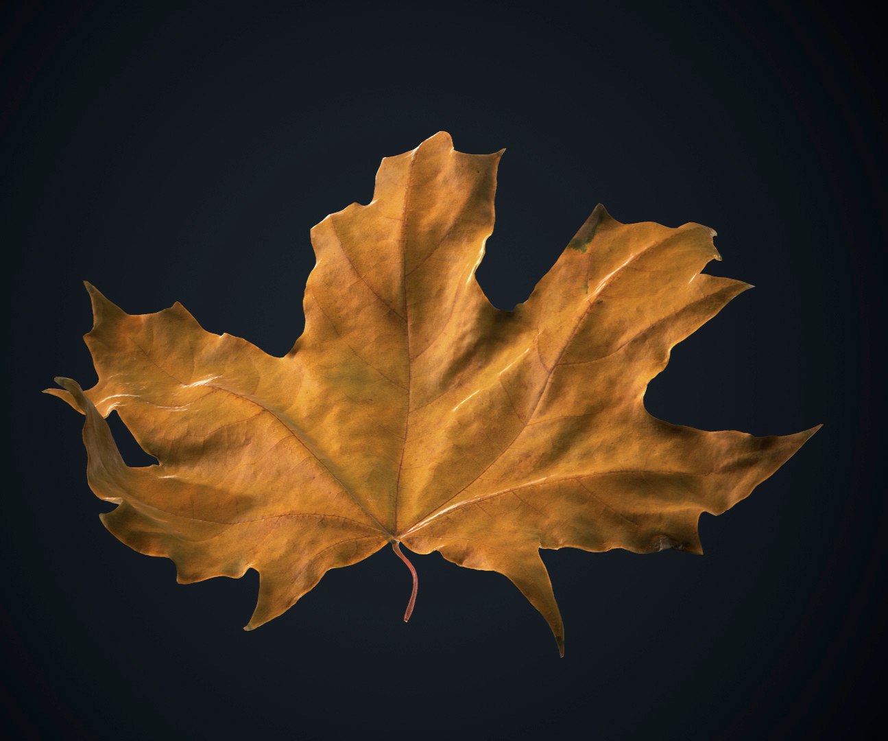 3D Autumn Maple Leaf 1 Model - TurboSquid 1337860