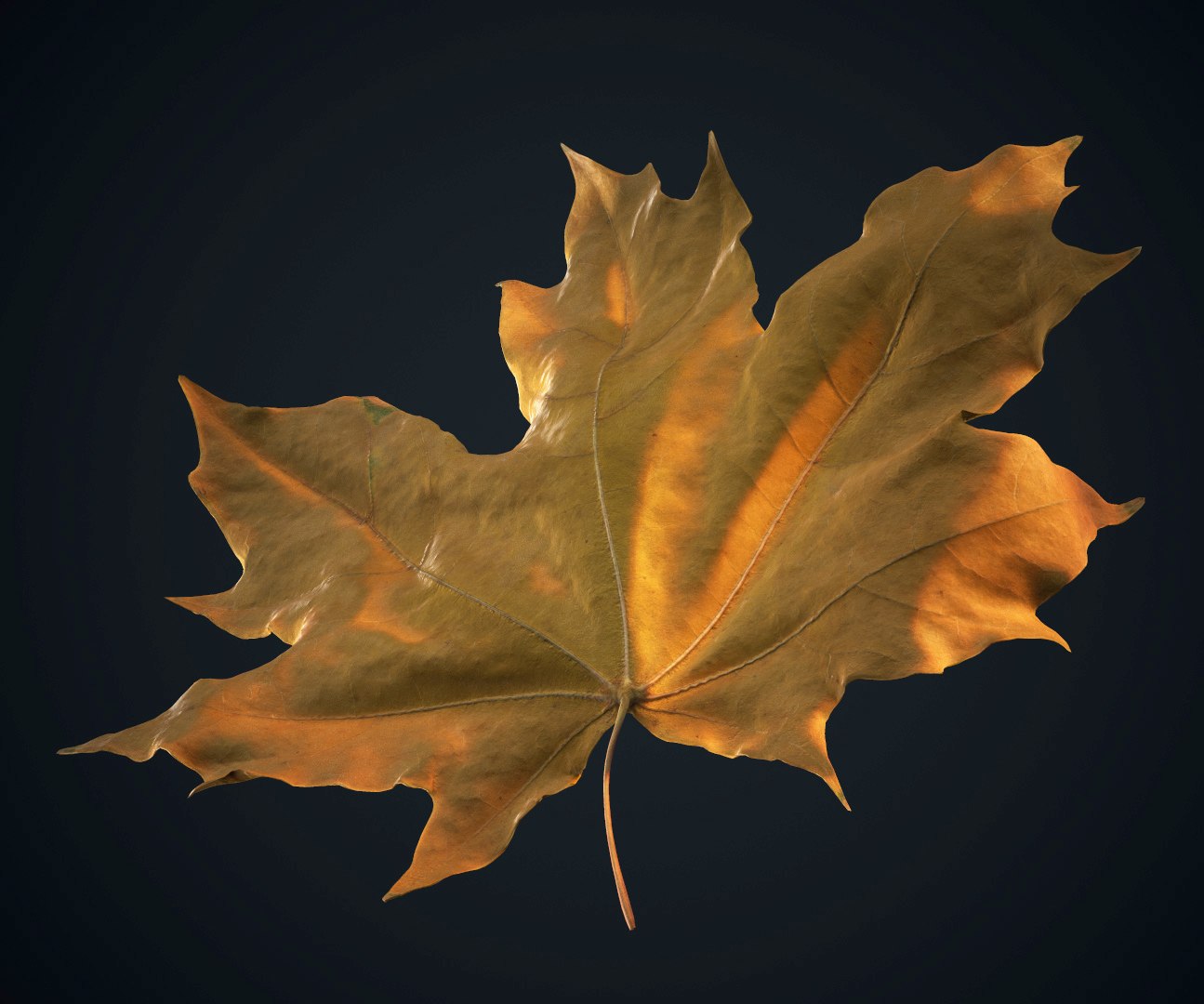 3D Autumn Maple Leaf 1 Model - TurboSquid 1337860