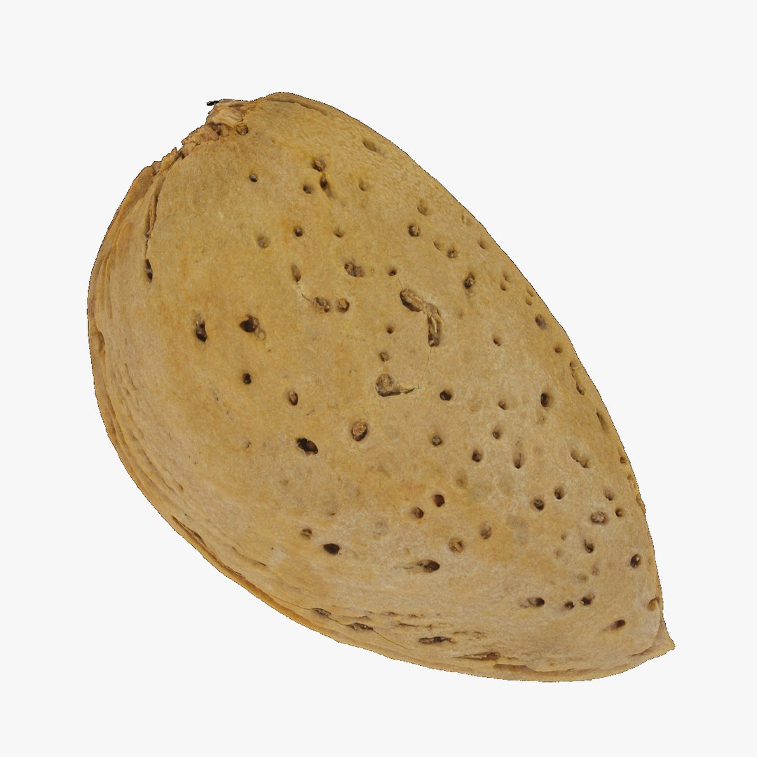 3D model almond shell 01 raw - TurboSquid 1530383