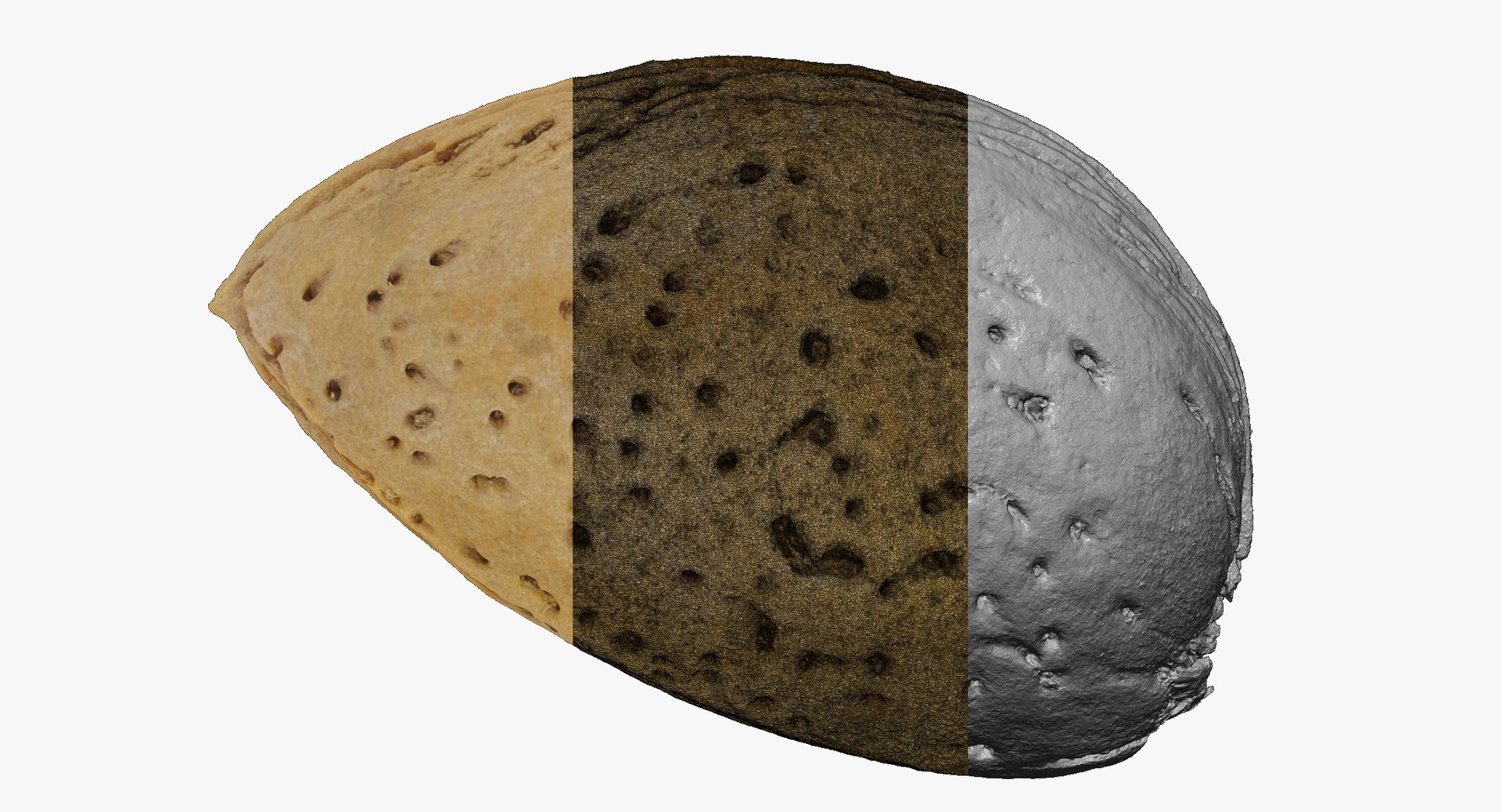 3D Model Almond Shell 01 Raw - TurboSquid 1530383