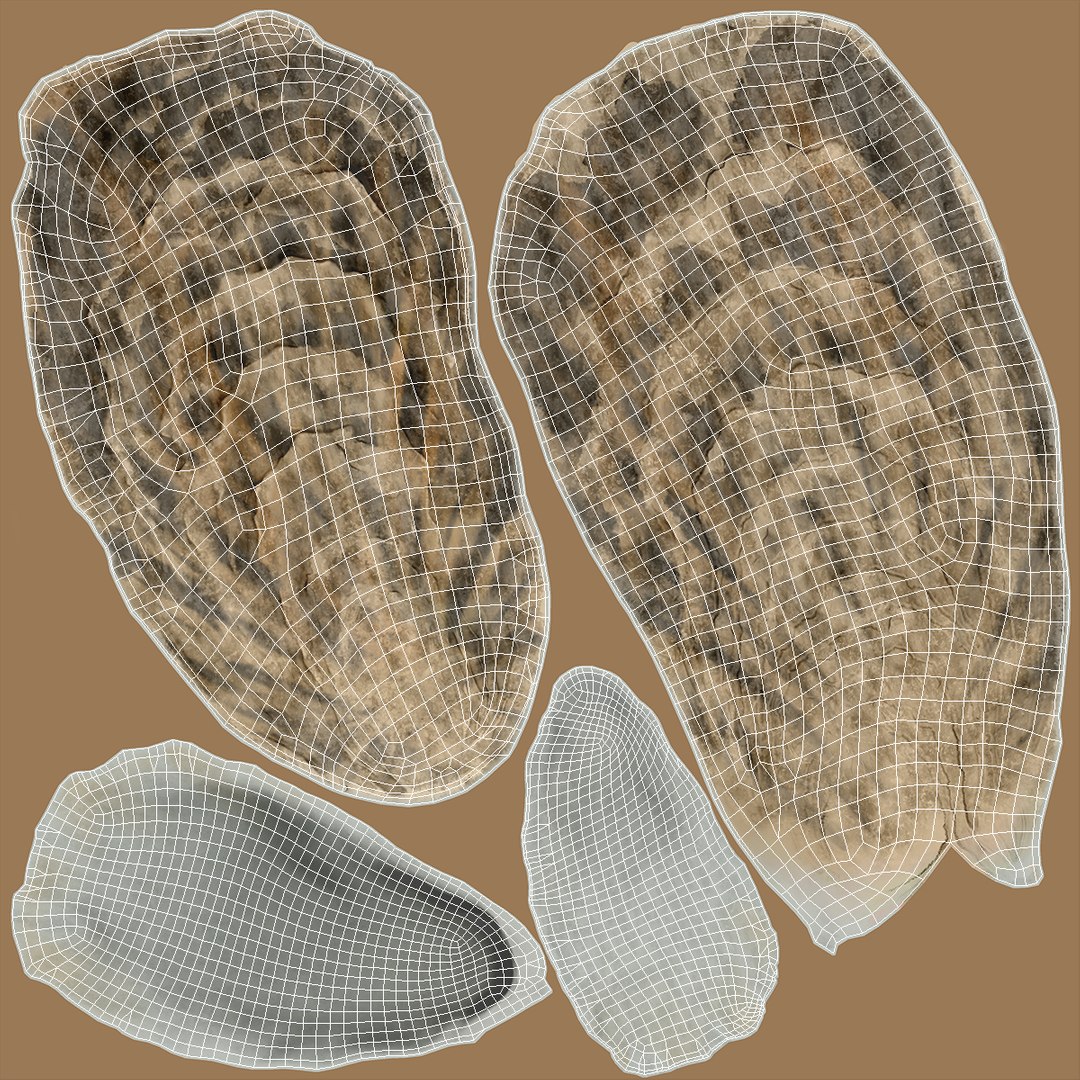 3D Three Closed Oysters Model - TurboSquid 2270310