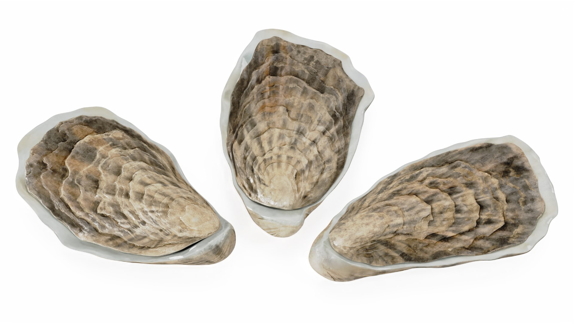 3D Three Closed Oysters Model - TurboSquid 2270310