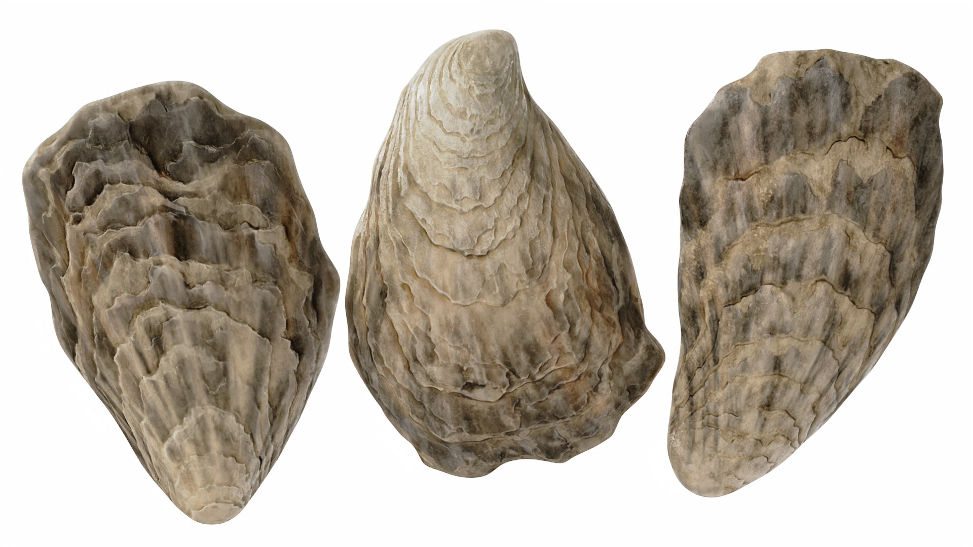 3D Three Closed Oysters Model - TurboSquid 2270310