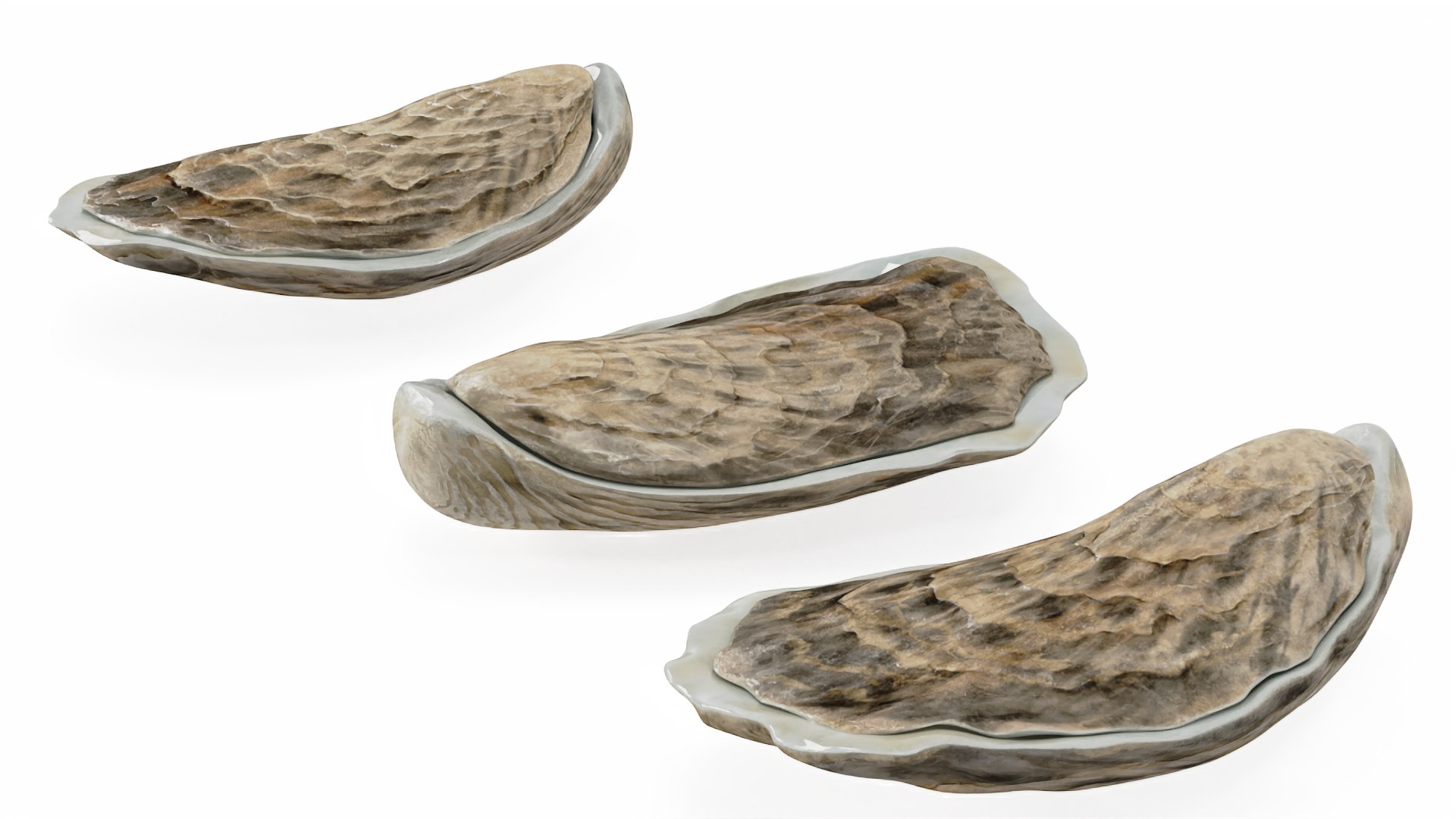 3D Three Closed Oysters Model - TurboSquid 2270310