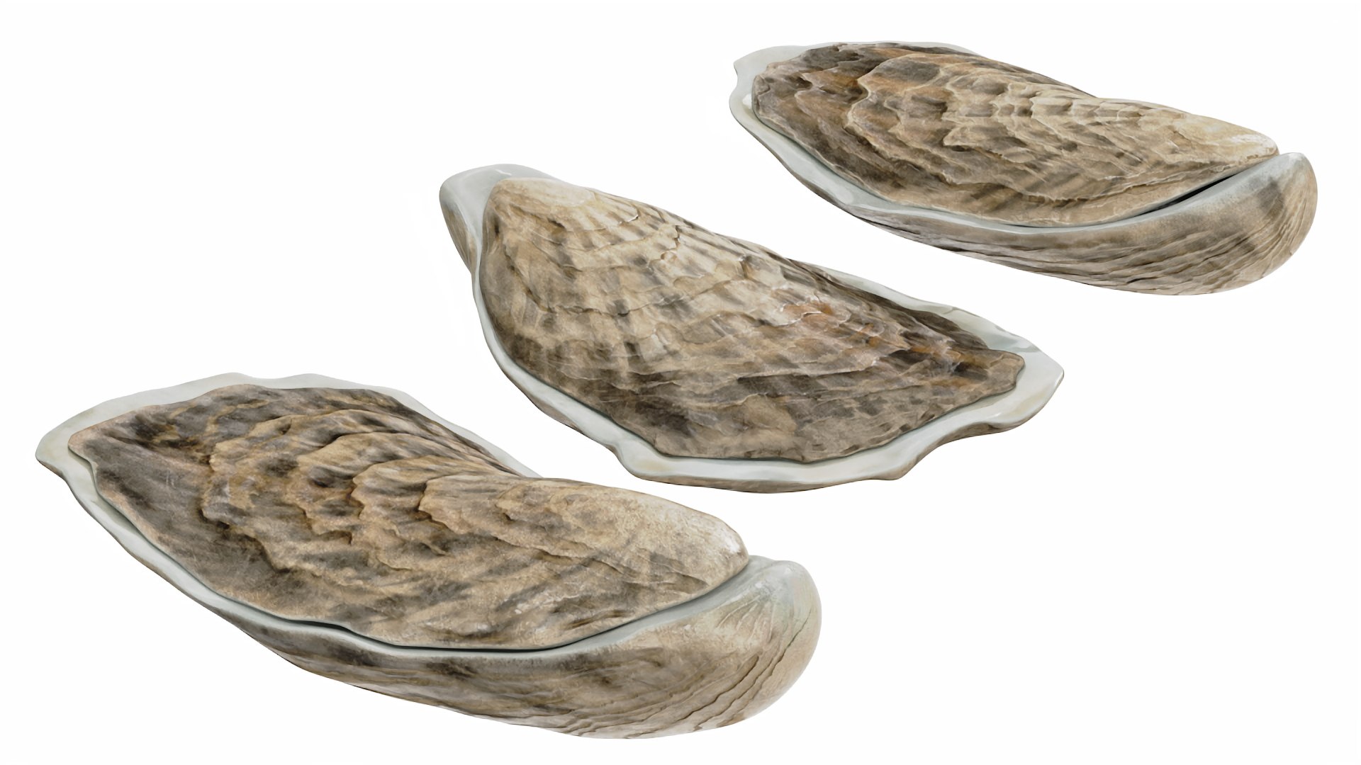 3D Three Closed Oysters Model - TurboSquid 2270310