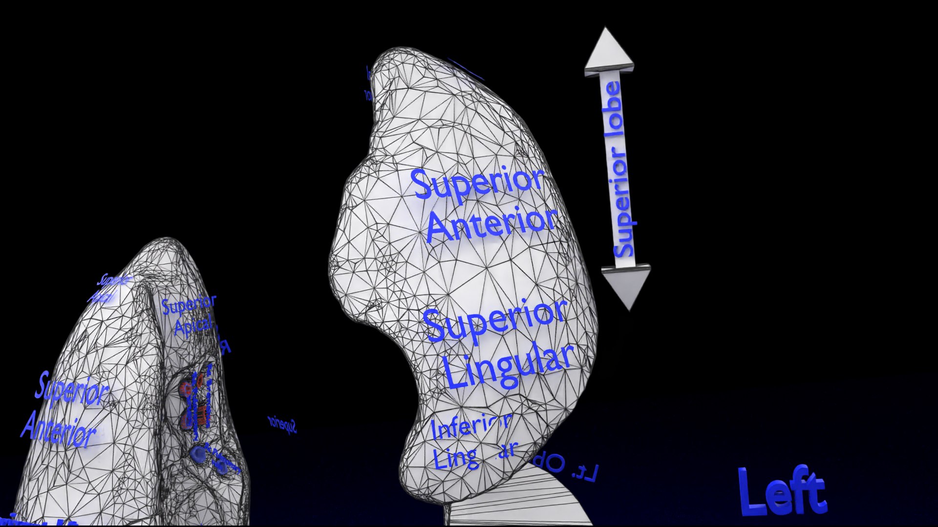3D Lung Pulmonary segment anatomy model - TurboSquid 1899533