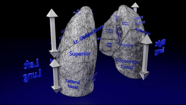 modelo 3d Pulmón Anatomía del segmento pulmonar - TurboSquid 1899533