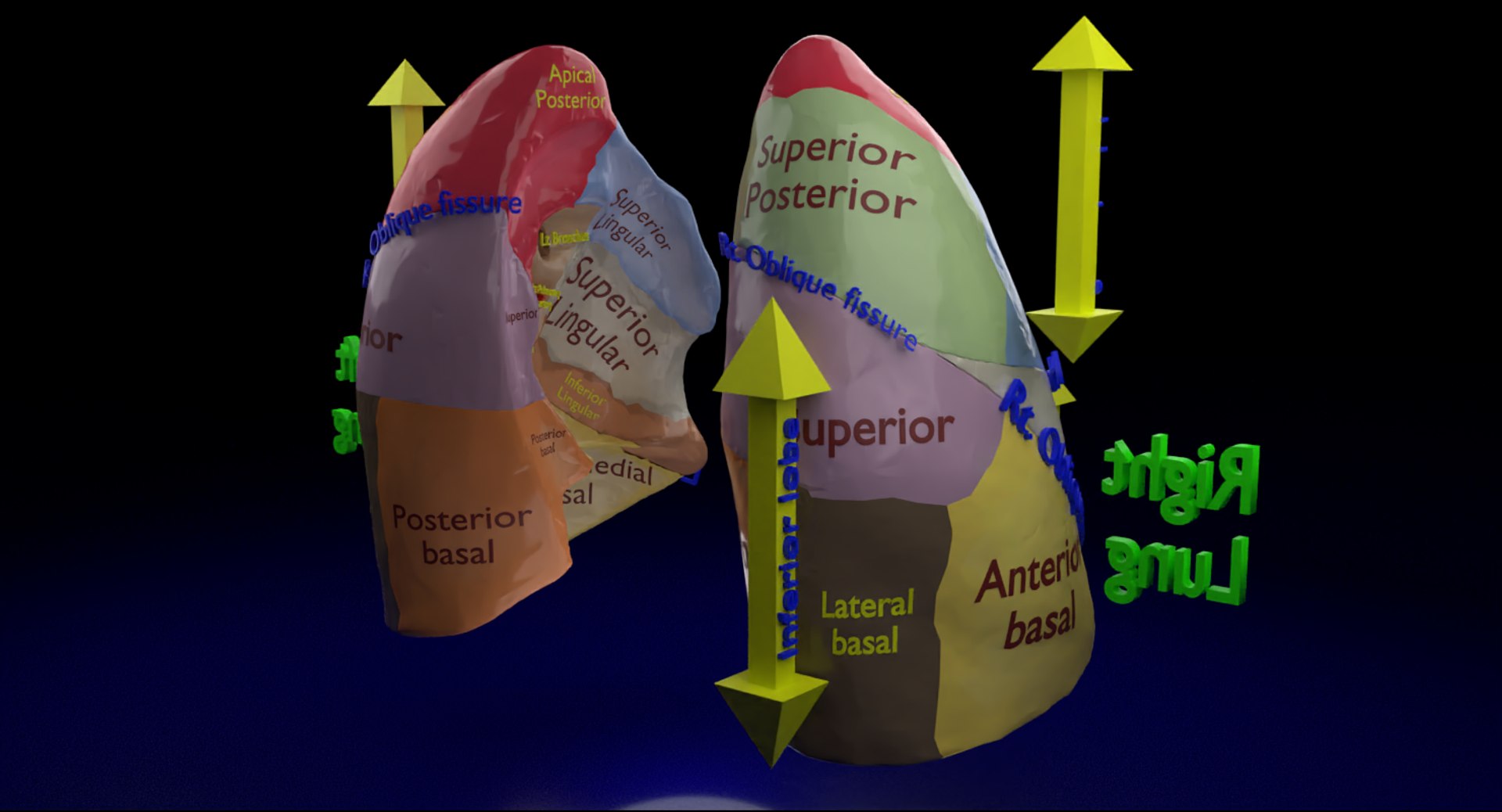 3D Lung Pulmonary Segment Anatomy Model - TurboSquid 1899533