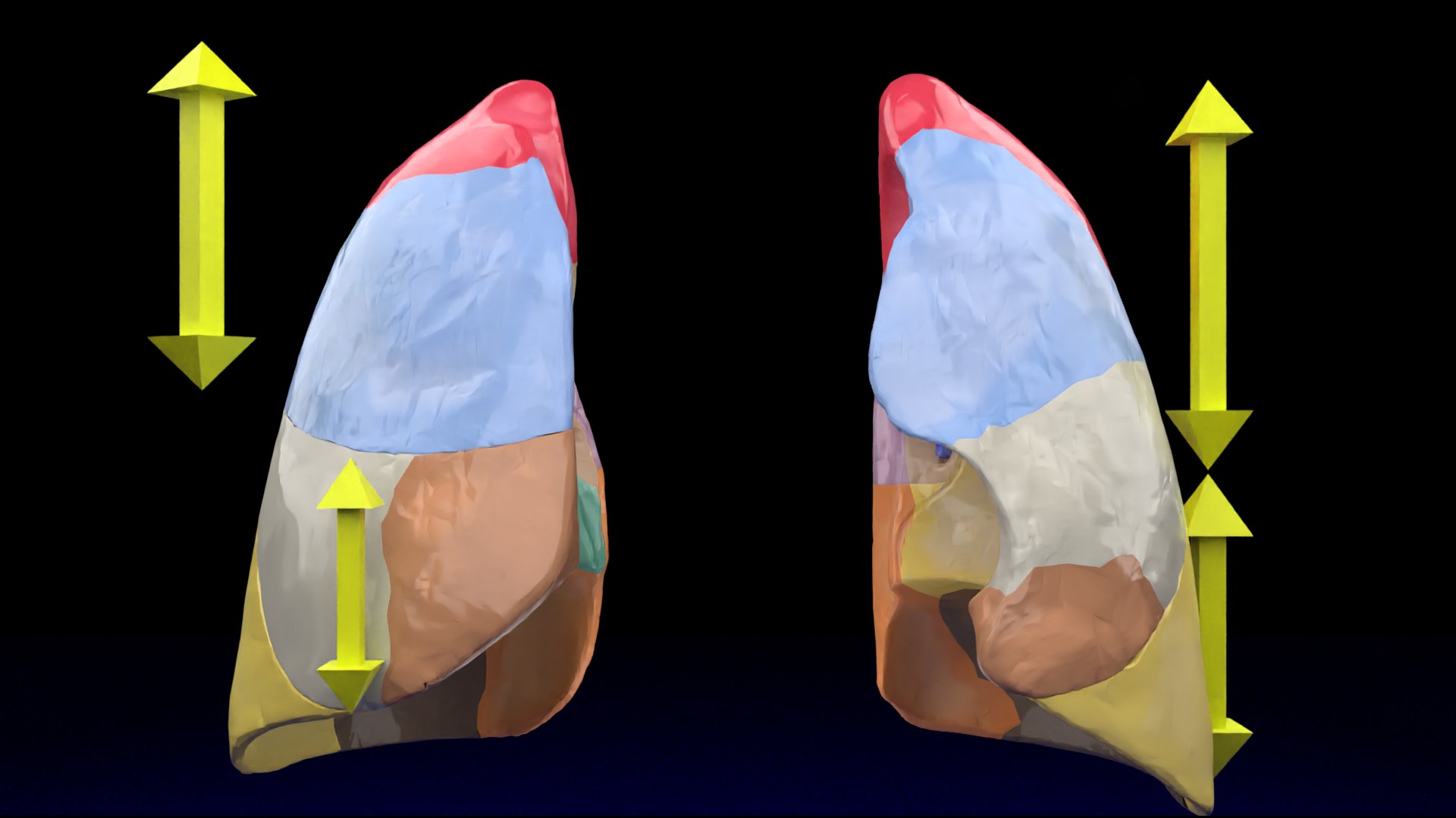 3D Lung Pulmonary segment anatomy model - TurboSquid 1899533