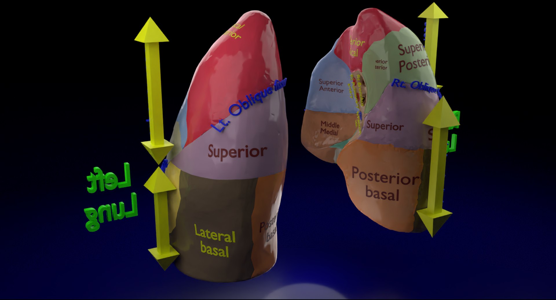 3D Lung Pulmonary Segment Anatomy Model - TurboSquid 1899533