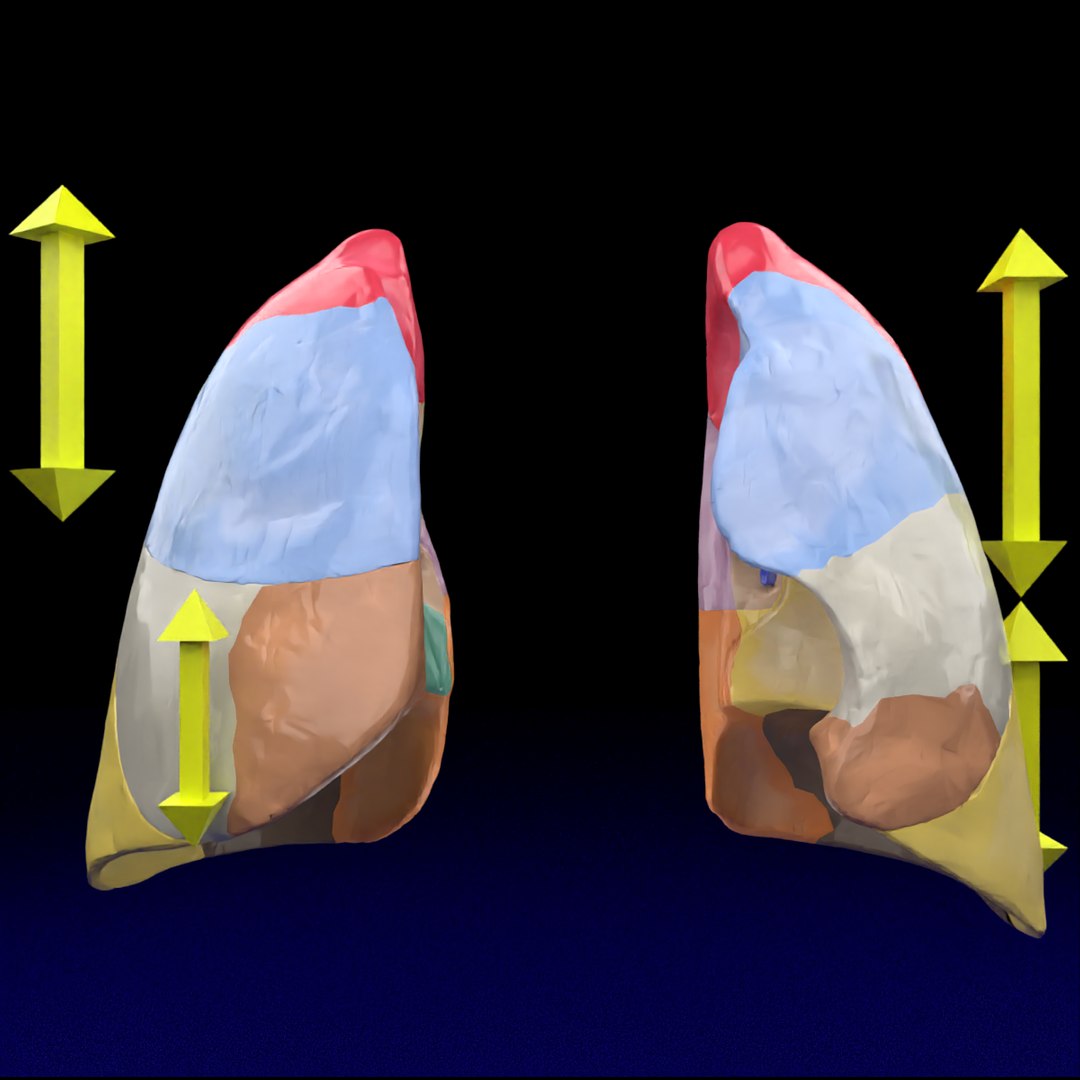 3D Lung Pulmonary Segment Anatomy Model - TurboSquid 1899533