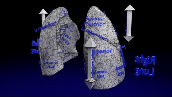 modelo 3d Pulmón Anatomía del segmento pulmonar - TurboSquid 1899533