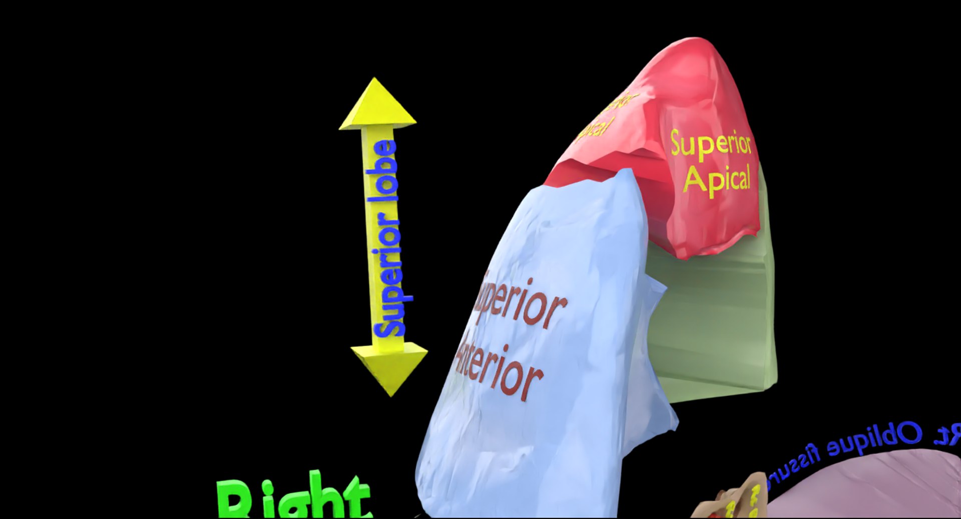 3D Lung Pulmonary segment anatomy model - TurboSquid 1899533