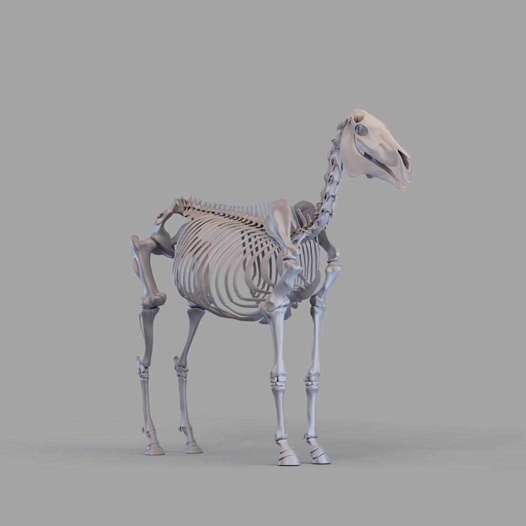 Zebra Skeleton And Muscles 3D Model - TurboSquid 2289816