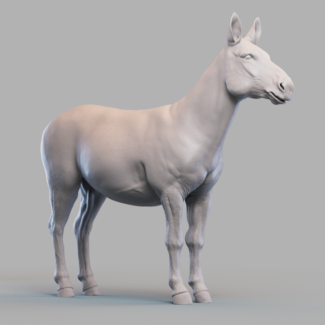 Zebra Skeleton And Muscles 3D Model - TurboSquid 2289816