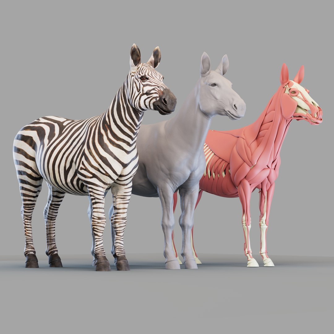 Zebra Skeleton And Muscles 3D Model - TurboSquid 2289816