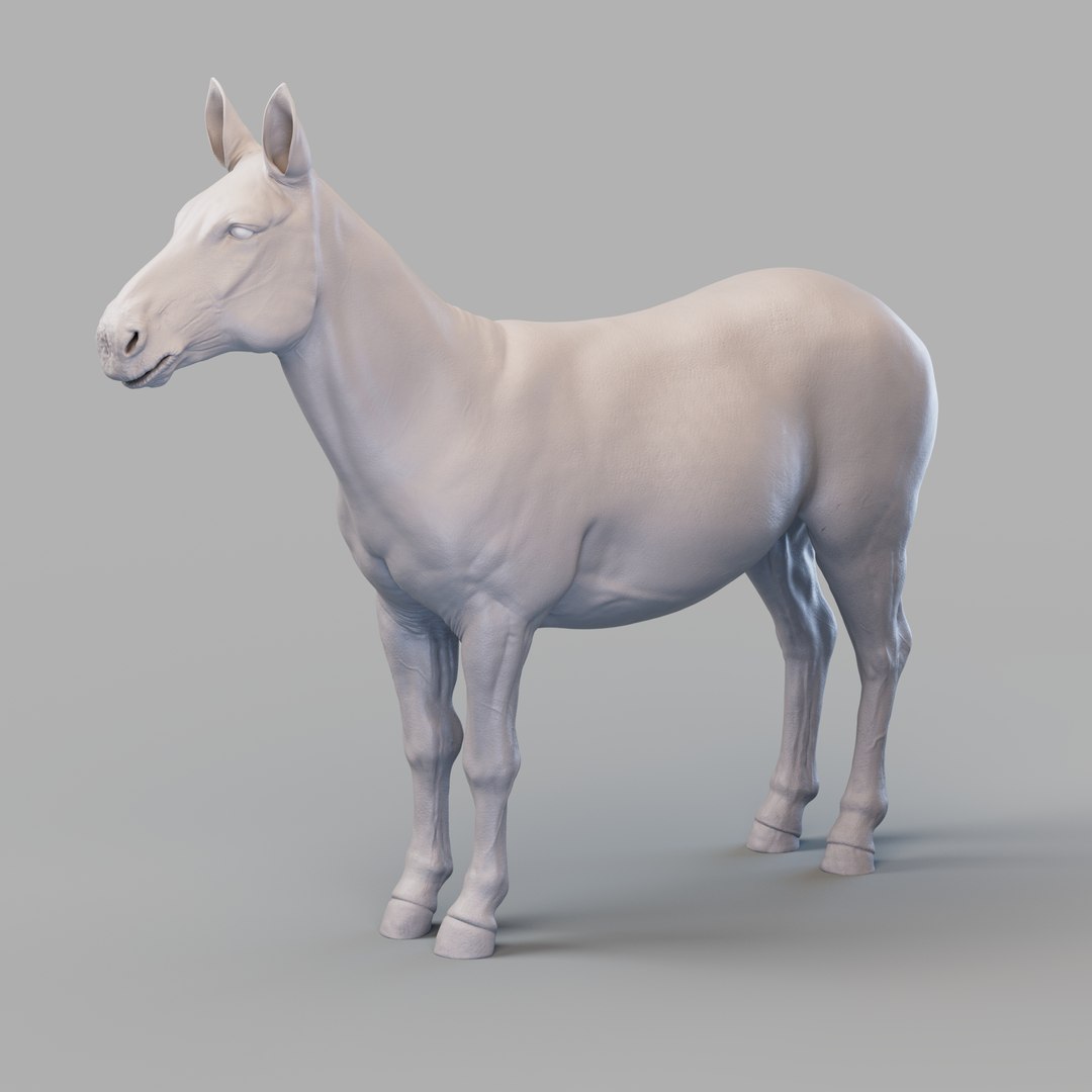 Zebra Skeleton And Muscles 3D Model - TurboSquid 2289816