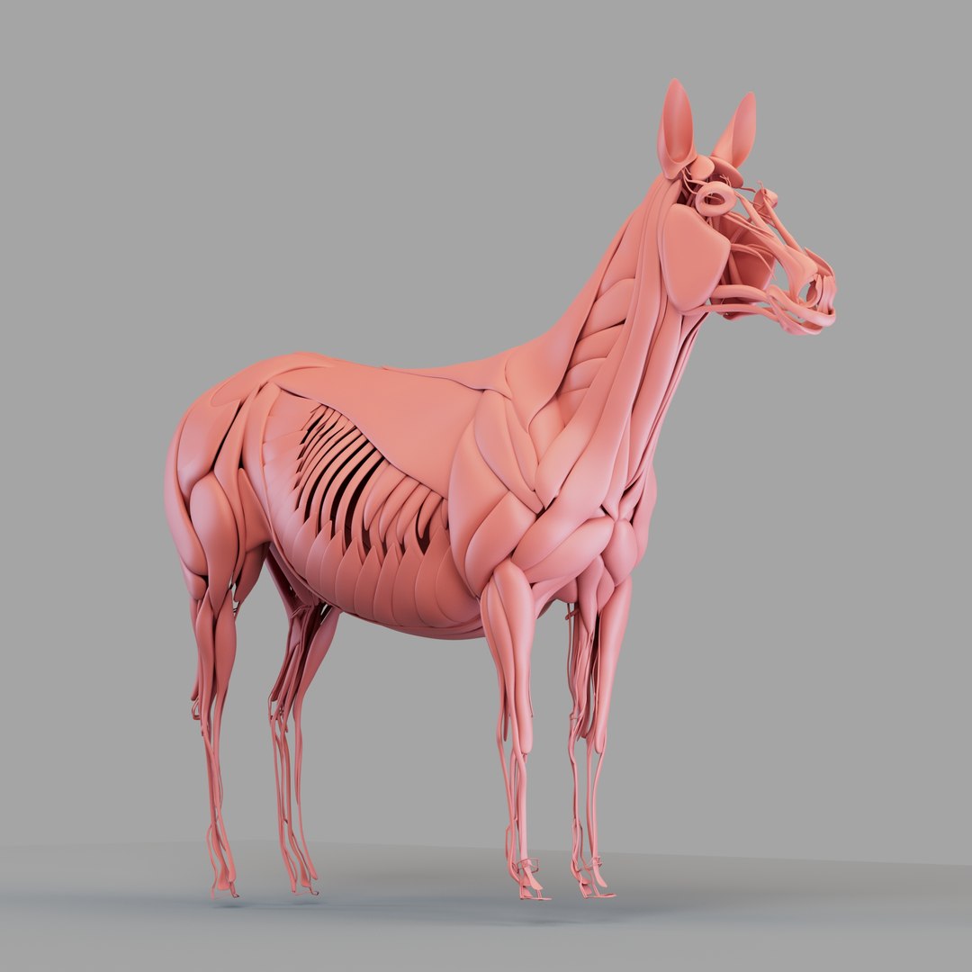 Zebra Skeleton And Muscles 3D Model - TurboSquid 2289816