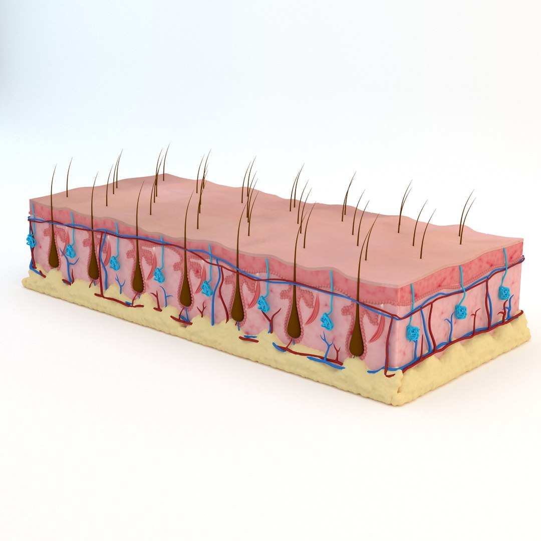 Skin Section Animated Hair Grow 3D - TurboSquid 1945595