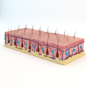 Animated Skin 3D Models for Download | TurboSquid