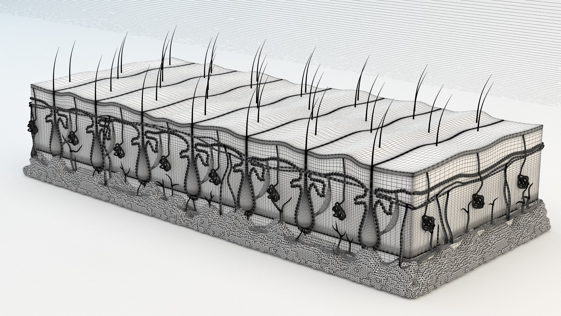 Skin Section Animated Hair Grow 3D - TurboSquid 1945595