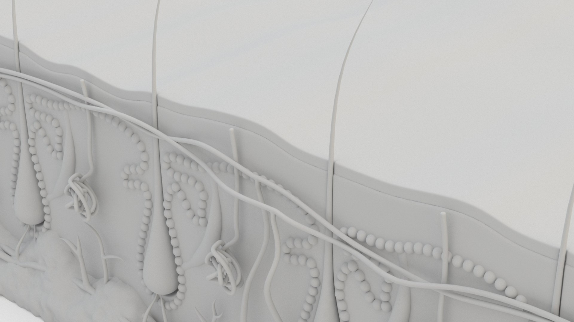 Skin Section Animated Hair Grow 3D - TurboSquid 1945595