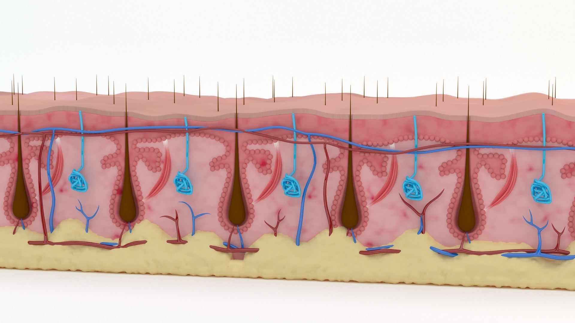 Skin Section Animated Hair Grow 3D - TurboSquid 1945595