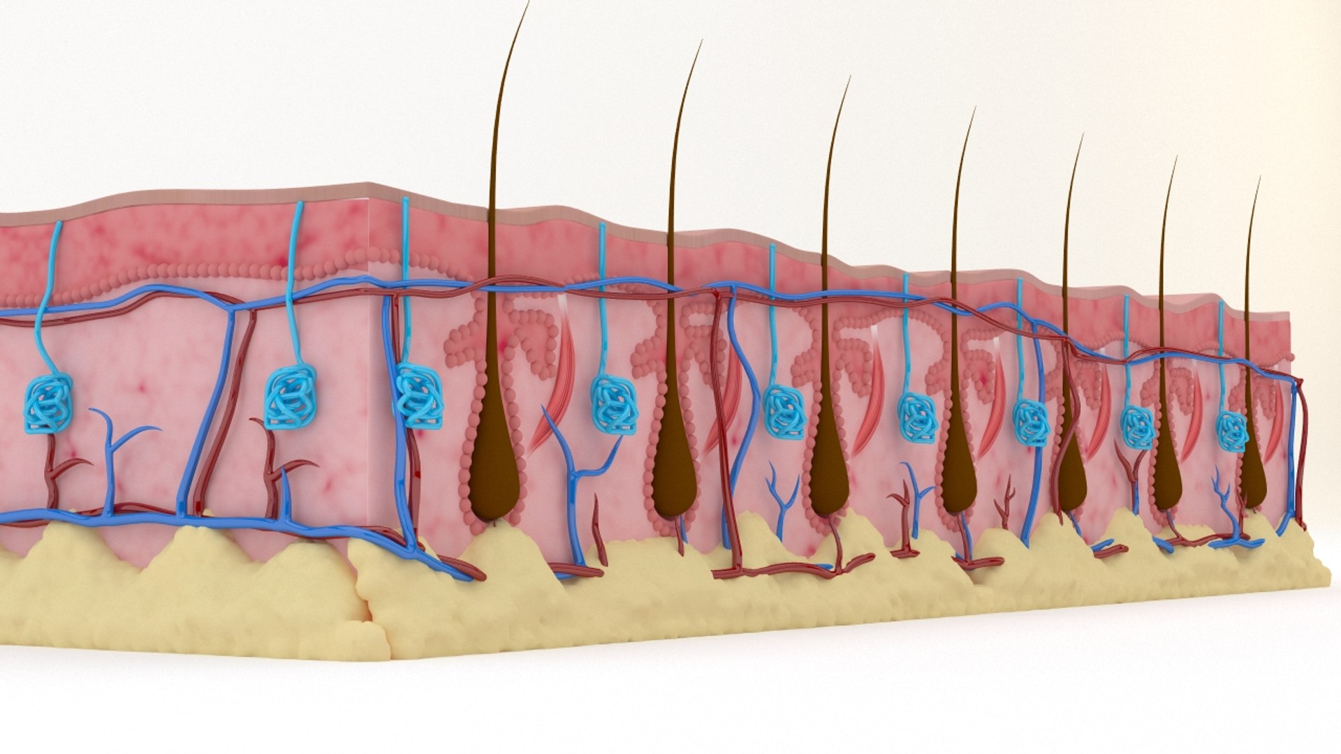 Skin Section Animated Hair Grow 3D - TurboSquid 1945595