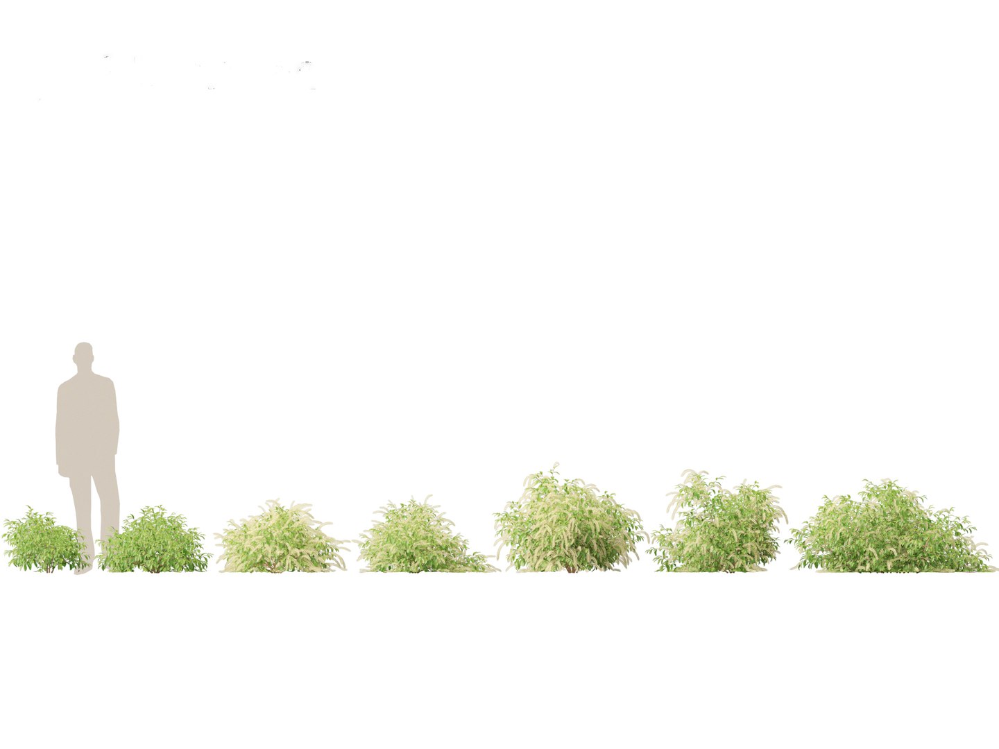 3D Itea Virginica - Virginia Sweetspire - TurboSquid 2154505
