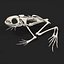 Toad Skeleton 3d Model