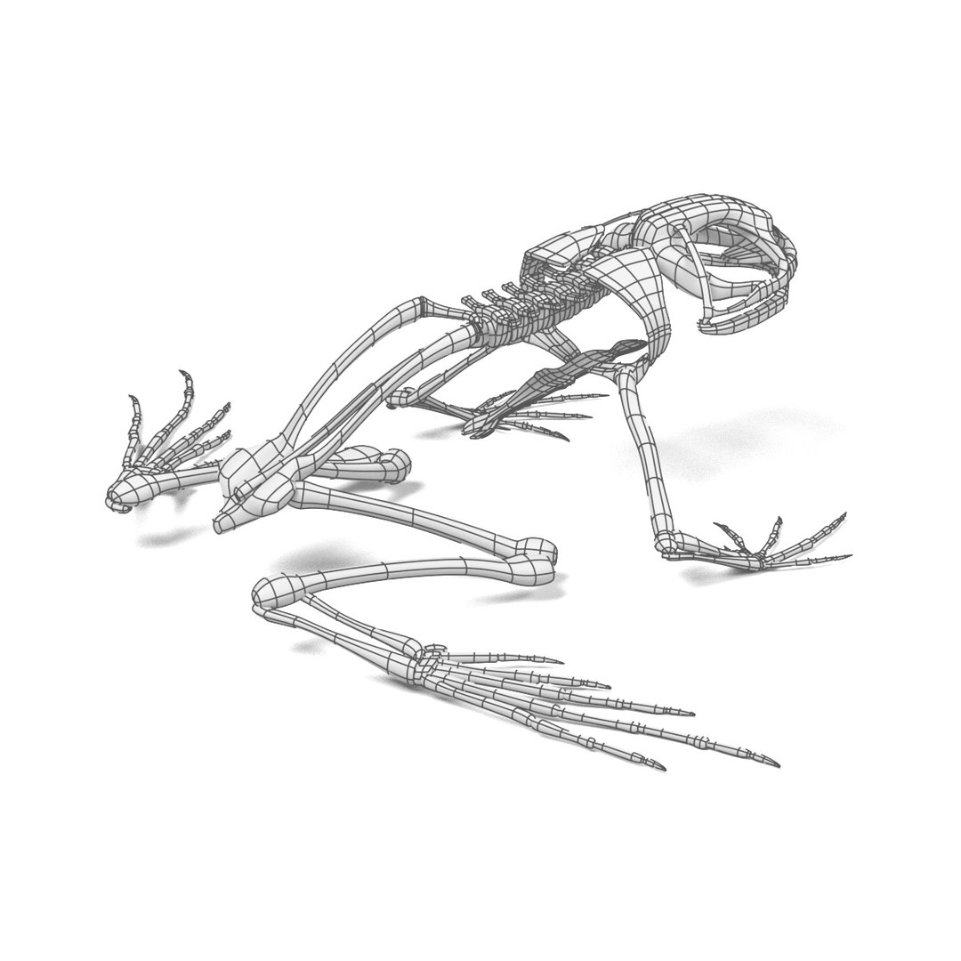 Toad Skeleton 3d Model