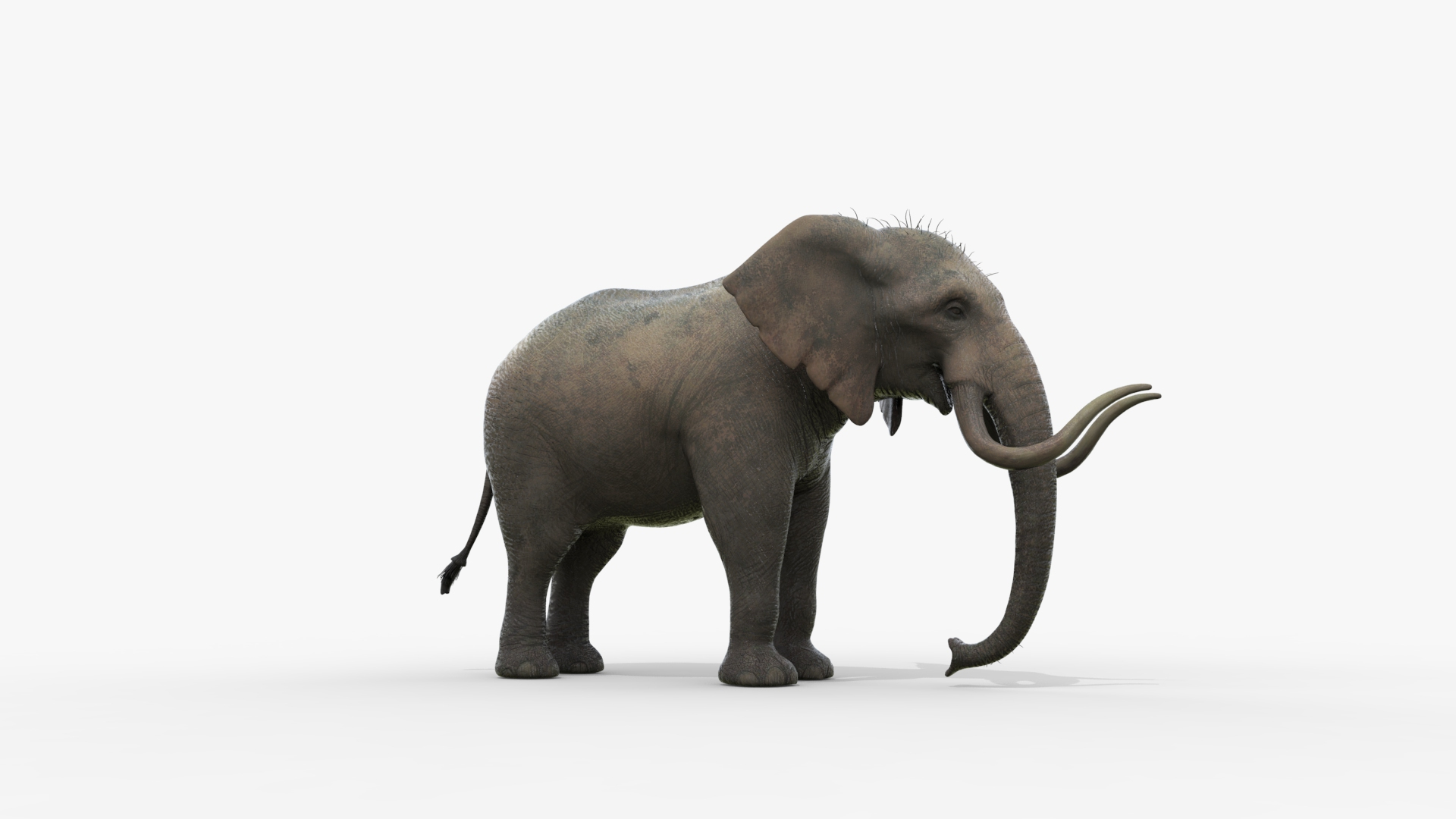 3D model Elephant Rigged for Cinema 4D Animated 3D Model - TurboSquid ...