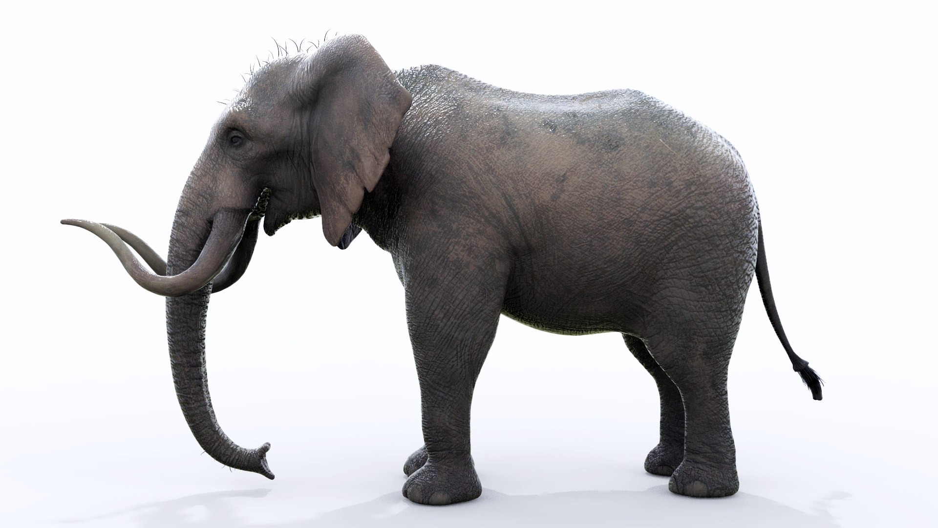 3D model Elephant Rigged for Cinema 4D Animated 3D Model - TurboSquid ...