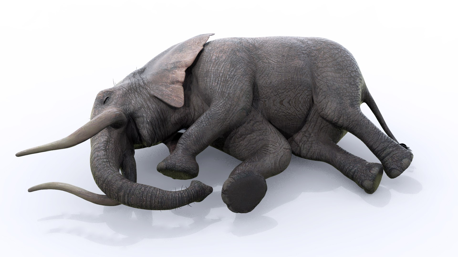 3D model Elephant Rigged for Cinema 4D Animated 3D Model - TurboSquid ...