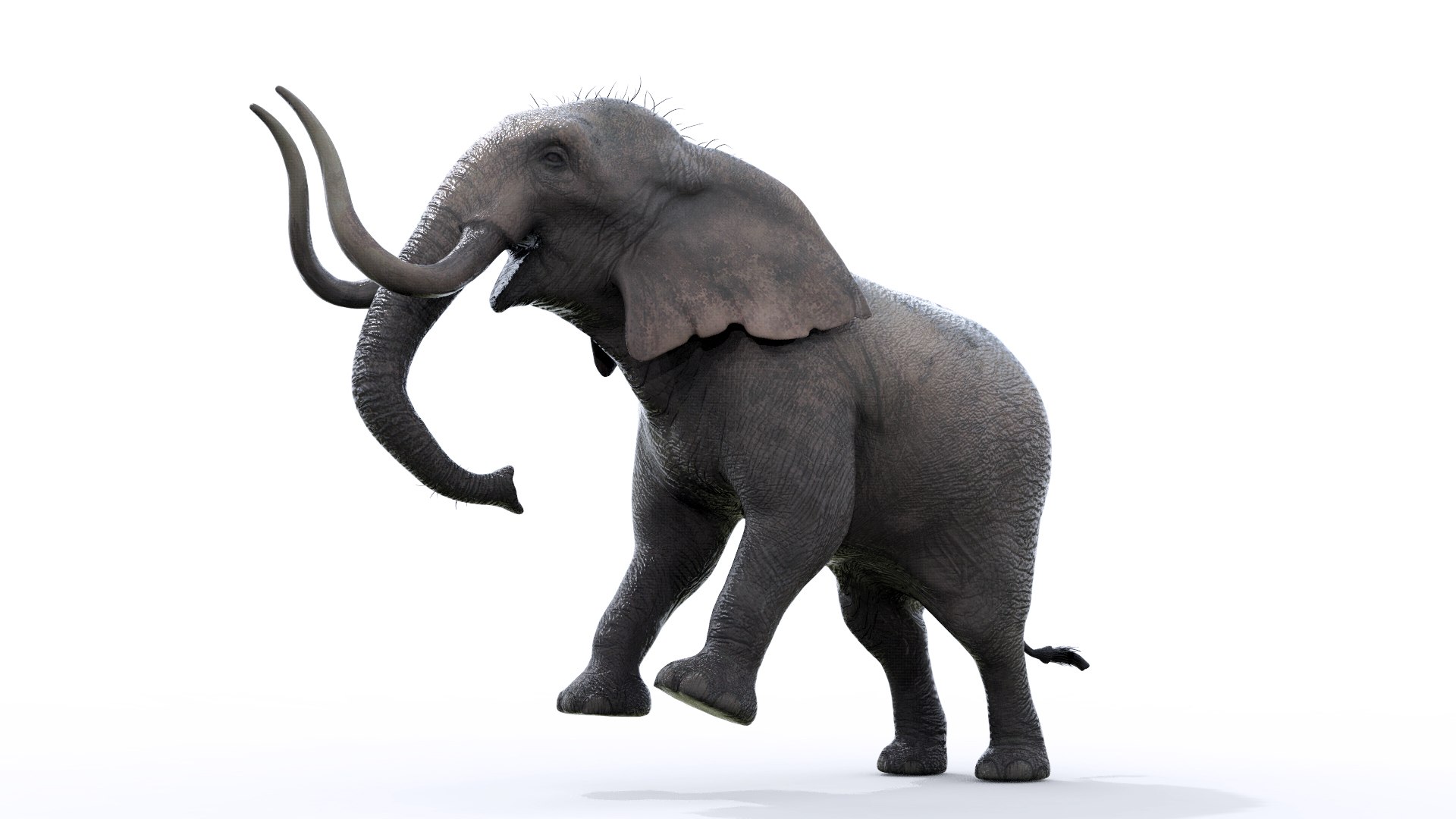 3D model Elephant Rigged for Cinema 4D Animated 3D Model - TurboSquid ...