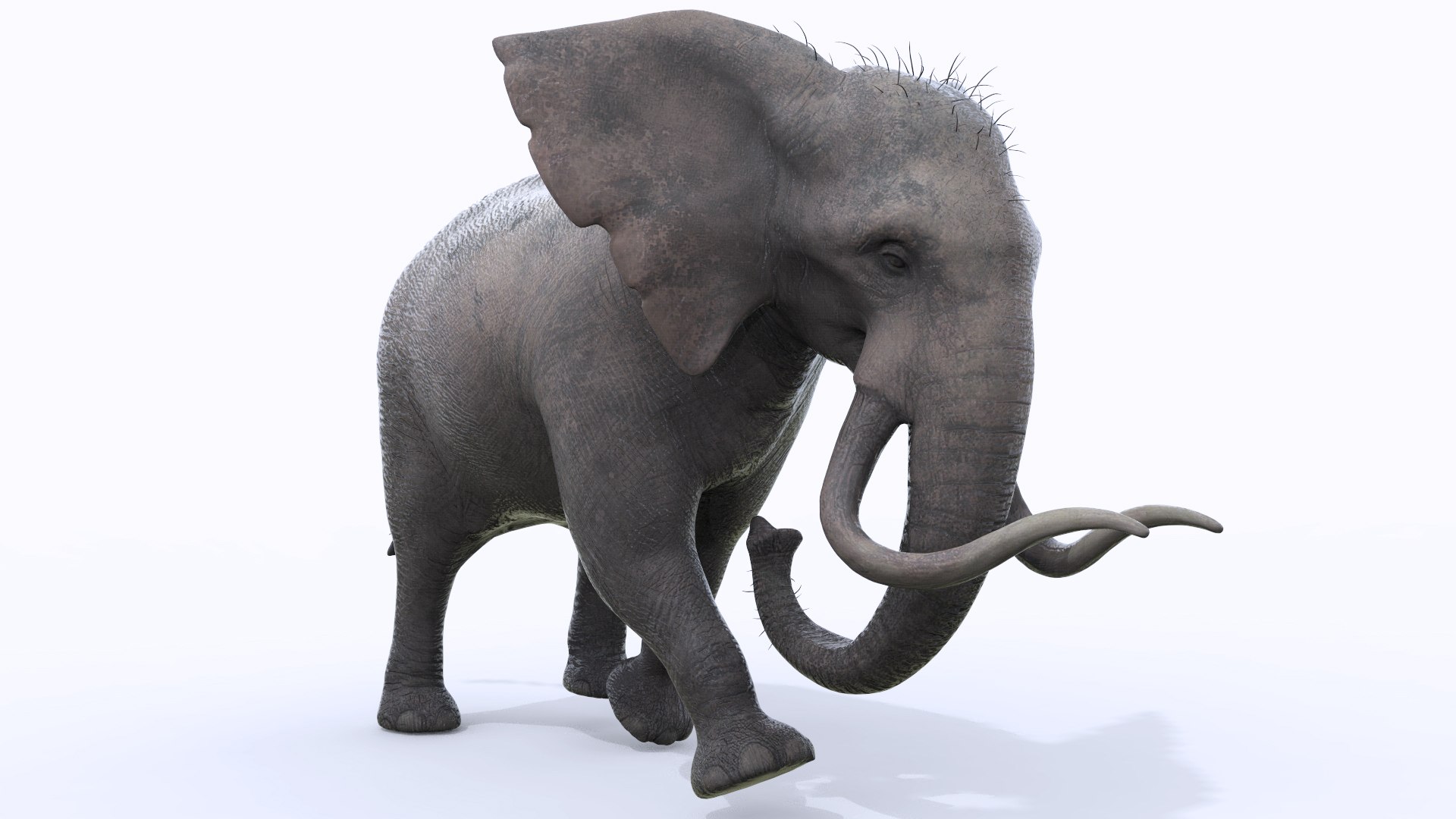 3D model Elephant Rigged for Cinema 4D Animated 3D Model - TurboSquid ...