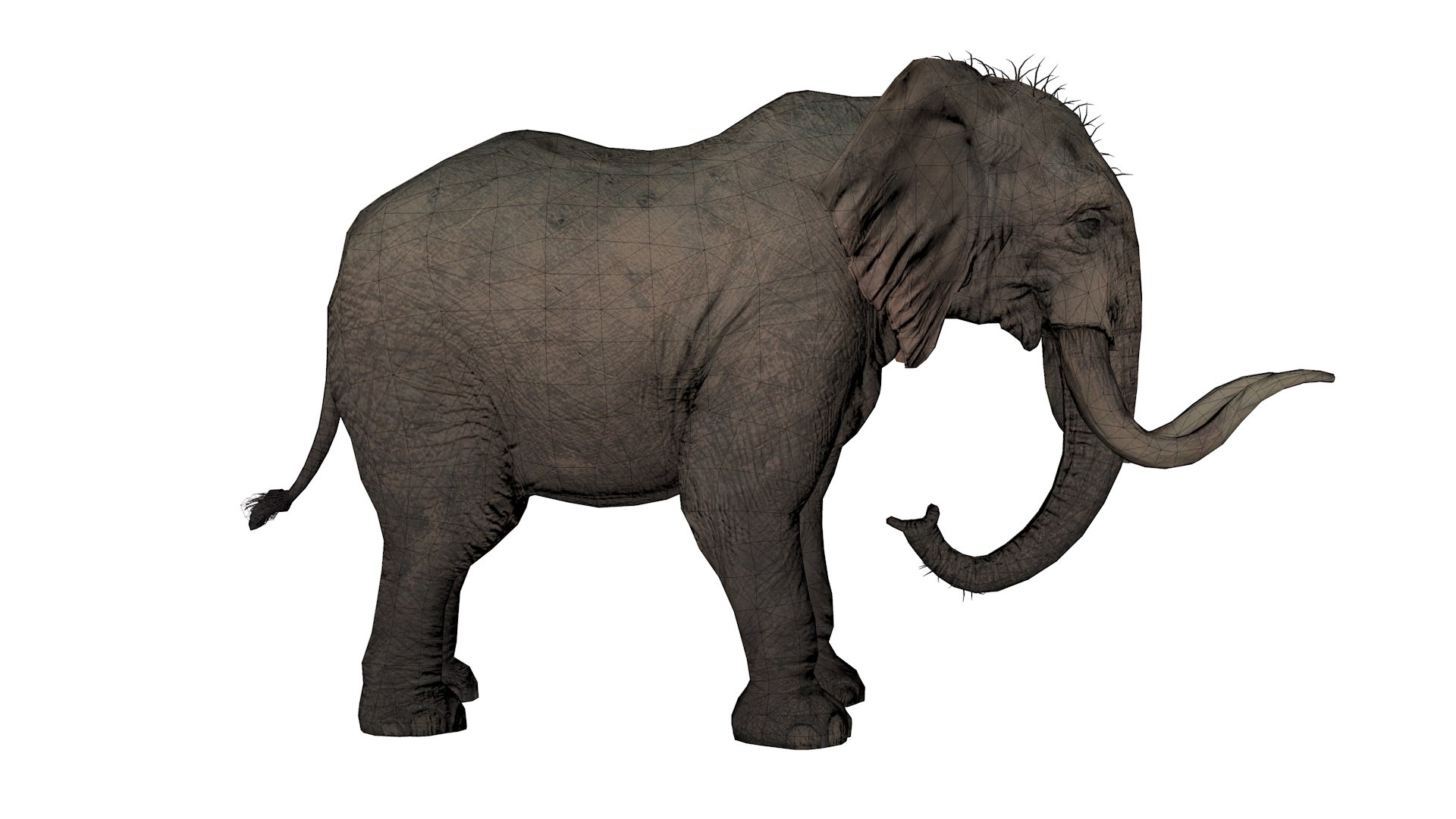 3D model Elephant Rigged for Cinema 4D Animated 3D Model - TurboSquid ...