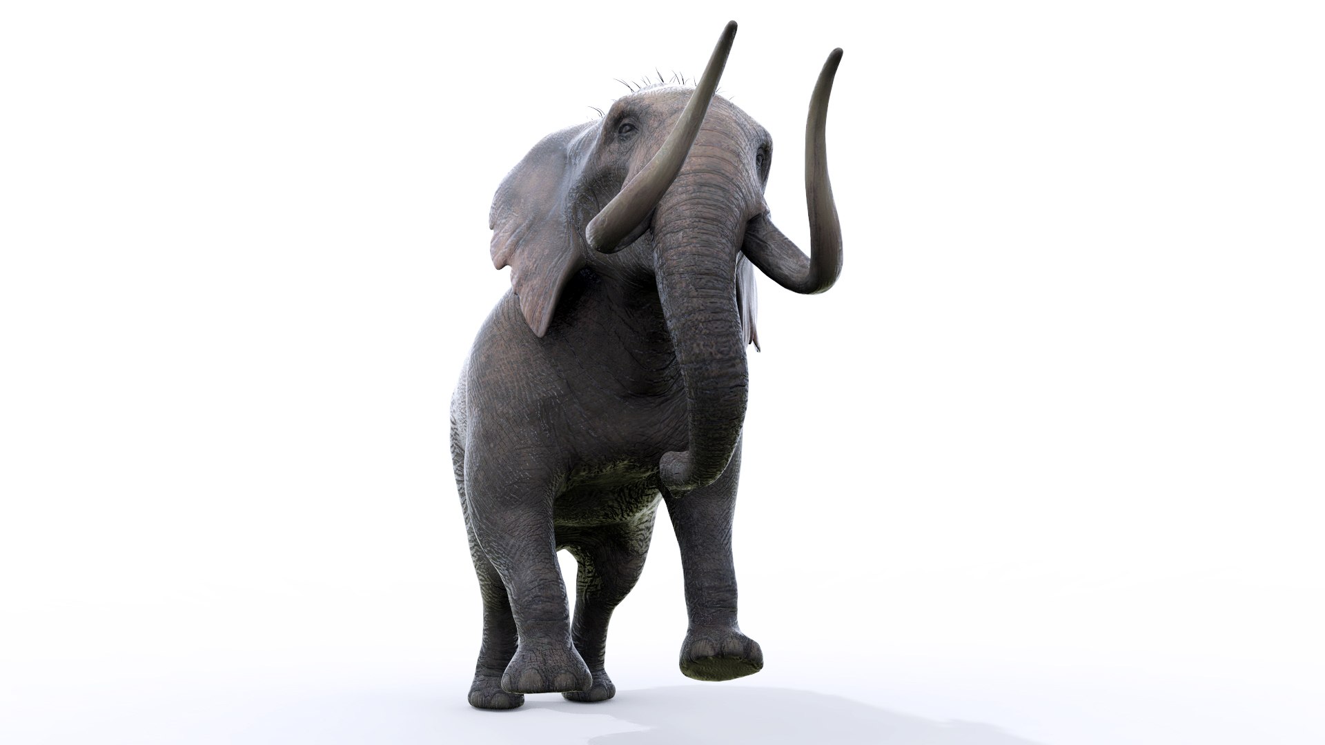 3D model Elephant Rigged for Cinema 4D Animated 3D Model - TurboSquid 2069177