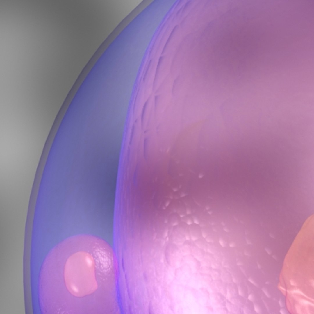3d Model Ovum Sperm