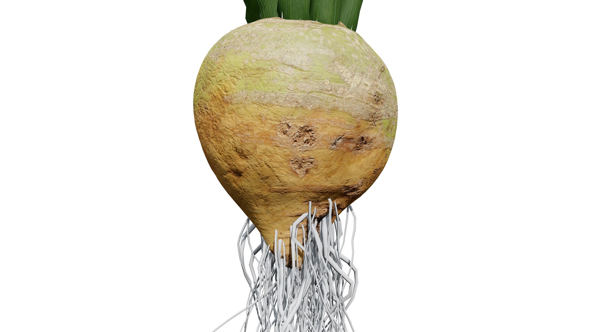 Realistic 3D Beet Plant Model Model - TurboSquid 2350761