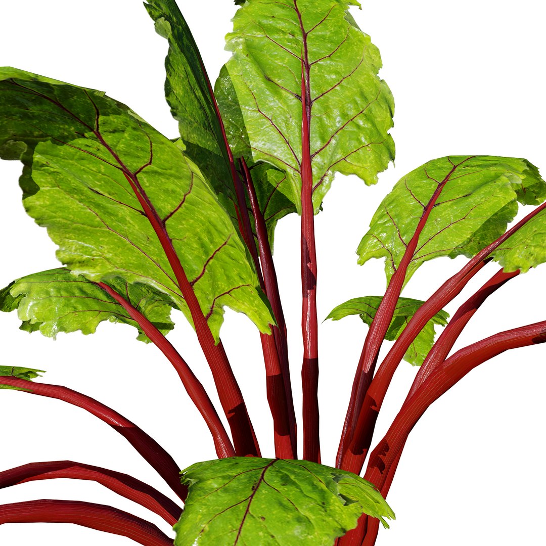 Realistic 3D Beet Plant Model Model - TurboSquid 2350761