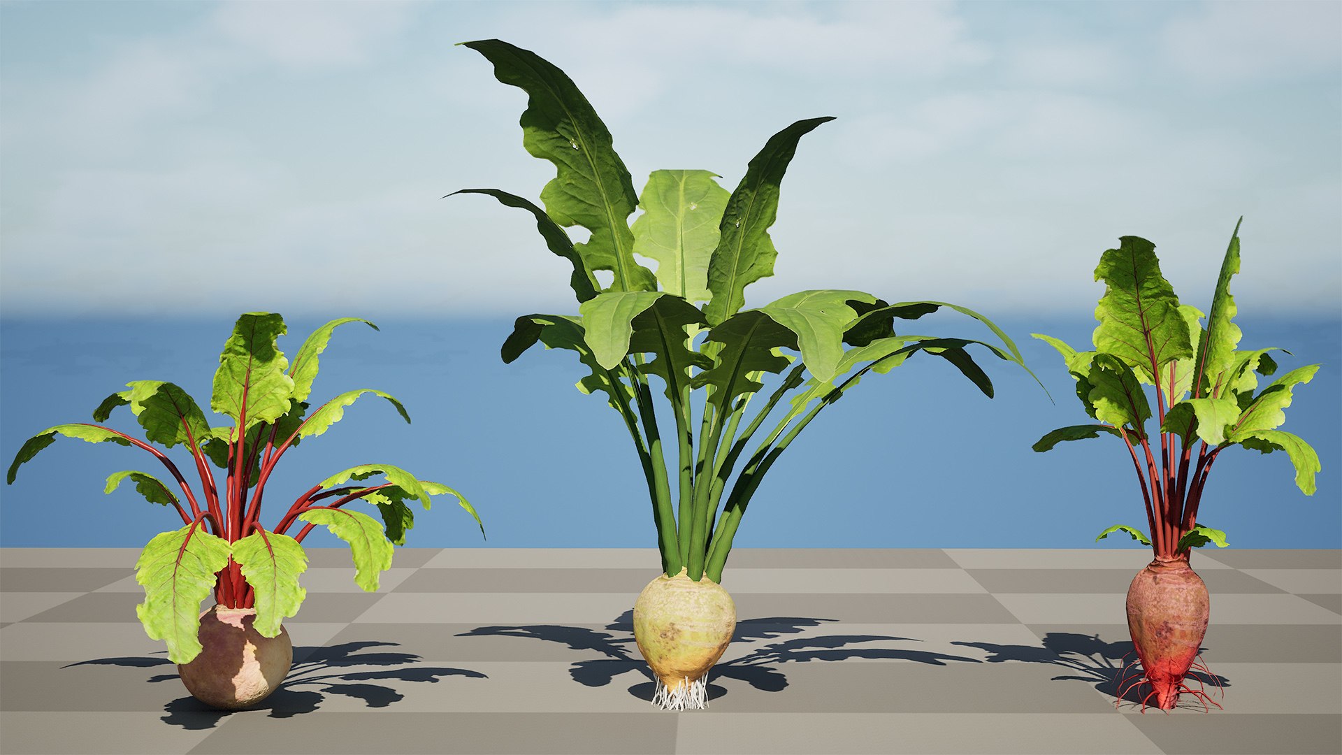 Realistic 3D Beet Plant Model Model - TurboSquid 2350761